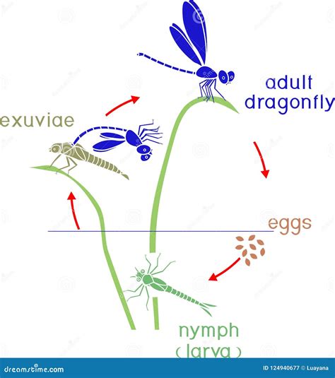 Life Cycle Of Dragonfly Sequence Of Stages Of Development Of Dragonfly