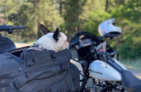 Transportar Perro En Moto Atelier Yuwa Ciao Jp
