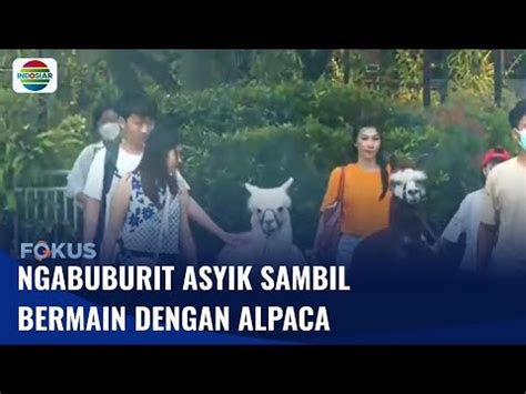 Serunya Ngabuburit Sambil Berwisata Dan Berinteraksi Dengan Hewan