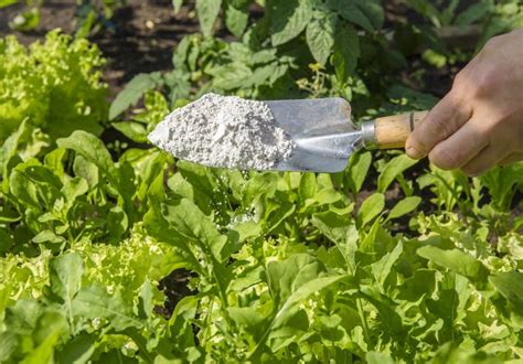 Cómo ELIMINAR las HORMIGAS del HUERTO 22 remedios efectivos