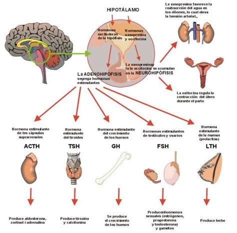 Las 3 Funciones Principales De Las Hormonas Como Funciona Que