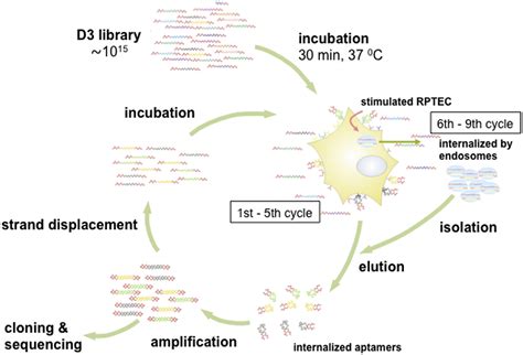 In Vitro Selection Of Cell Internalizing Dna Aptamers In A Model System