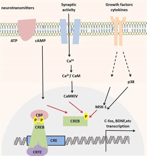 Creb Inhibitors Creb Signaling Pathway Boc Sciences