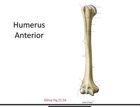 Humerus Anterior View Diagram Quizlet