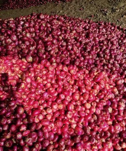 A Grade Maharashtra Fresh Red Onion Gunny Bag Onion Size Available