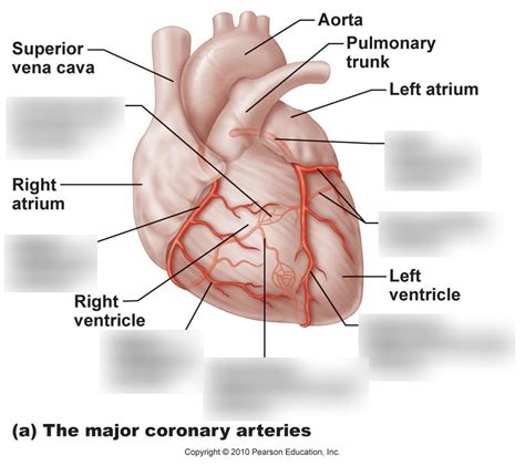 Major Coronary Arteries Diagram Quizlet