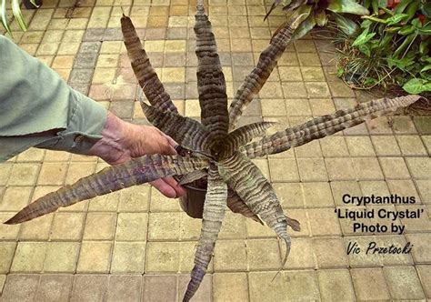 Bromeliads In Australia Cryptanthus Liquid Crystal