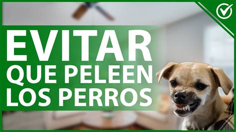Qu Hacer Para Qu Dos Perros No Se Peleen C Mo Separar Y Evitar