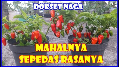 CARA MENANAM CABE DI POT AGAR BERBUAH LEBAT DAN SEHAT ANTI RONTOK