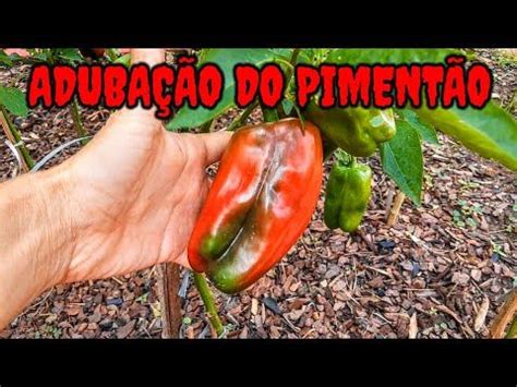 ADUBAÇÃO DO PIMENTÃO PASSO A PASSO YouTube Adubação Pimentas Pimenta