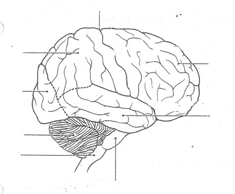 Diagram Of Brain Diagram Quizlet