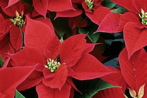 Details 300 Imagen Flores Naturales De Nochebuena Abzlocal Mx