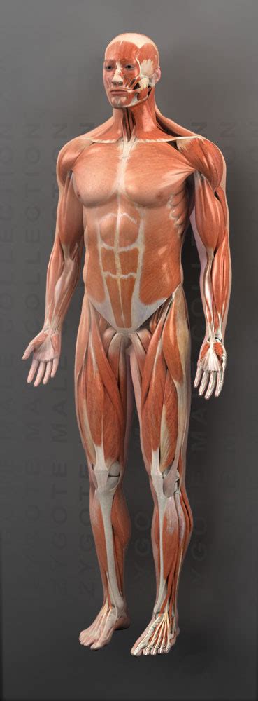 Zygote D Male Muscular System Medically Accurate Human