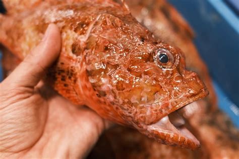 Cómo saber si el Pescado es Fresco Esencia del Mar