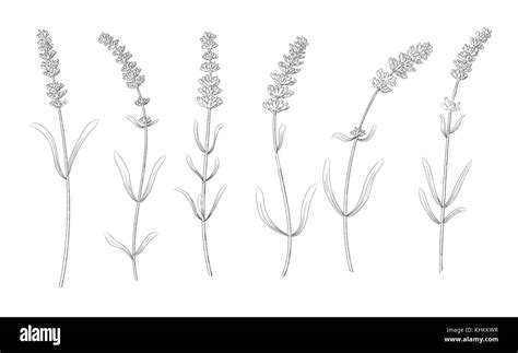 Lavender Flowers Leaves Elements Vintage Set Bundle Botanical Hand