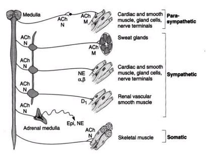 Pharmacology Autonomic Pharmacology Flashcards Quizlet