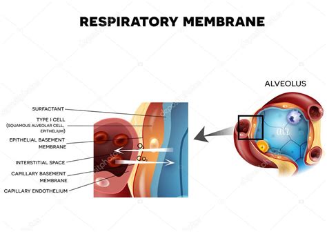 Alveolus And Respiratory Membrane Detailed Anatomy Stock Vector