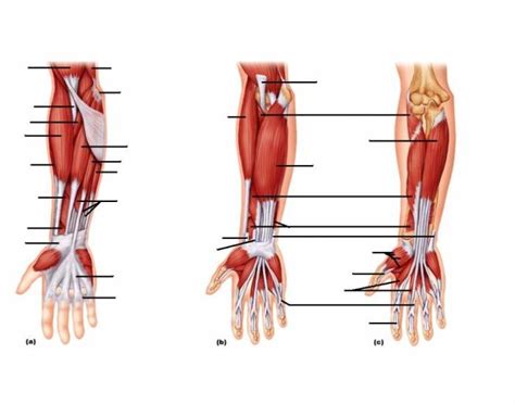 Diagram Of The Muscles In The Forearm Forearm Muscles Origin