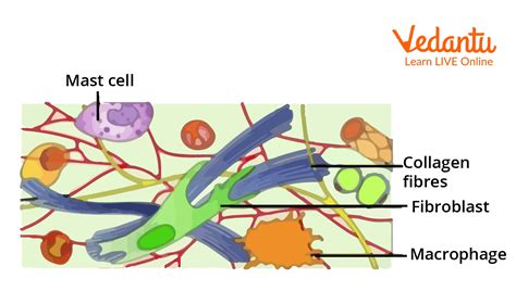 Areolar Connective Tissue Diagram Mastering Areolar Connecti