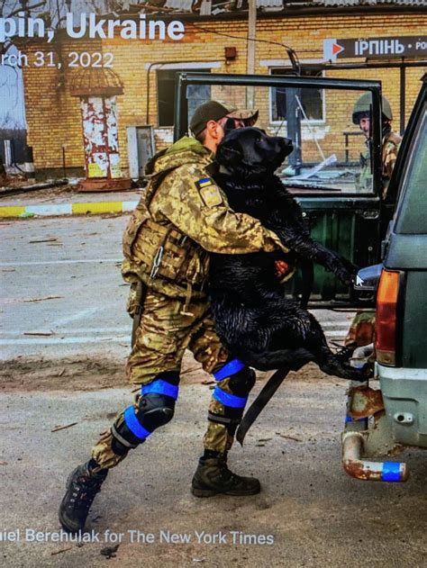 This Chonk Being Evacuated In Ukraine Gag