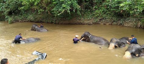 Bermesra Dengan Gajah Di Pusat Konservasi Gajah Di Kuala Gandah Pahang