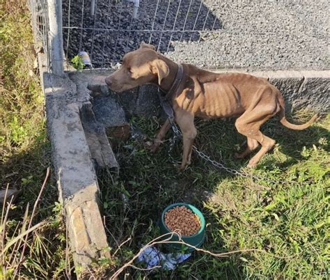 Pitbull e filhotes em situação de maus tratos são resgatados no Sul de SC