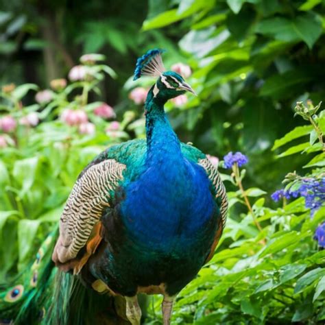 Premium Photo Peacock Displaying Its Colorful Feathers