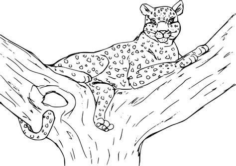 Realistischer Leopard Auf Dem Baum Zum Ausmalen Kostenlos Malvorlagen