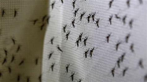 Invasión de mosquitos en el AMBA cuál es la especie y en qué se