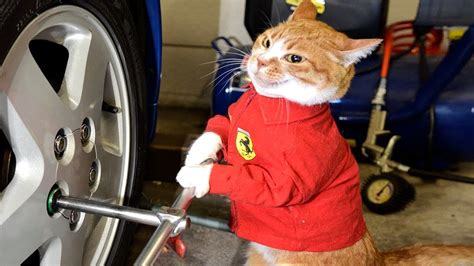Funny Cat Memes Compilation Of V Youtube