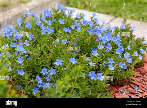 Découvrir 48 kuva planta flor azul Thptnganamst edu vn