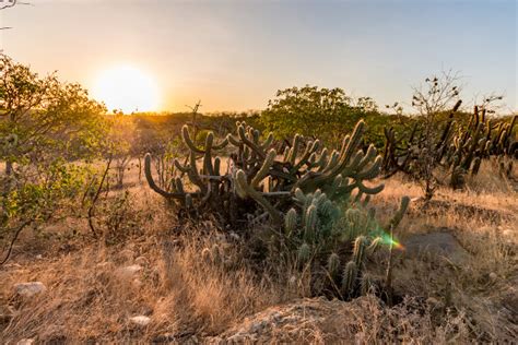 Caatinga características fauna flora resumo PrePara ENEM
