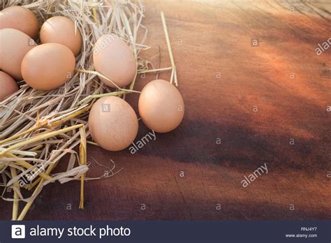 Chicken Egg Nest Hi Res Stock Photography And Images Alamy