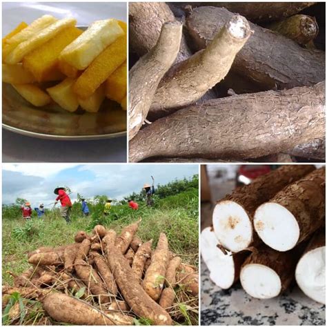 Yuca Qué Es Propiedades Beneficios Origen Tipos 46 OFF