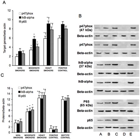 MRNA A Was Analyzed By Quantitative Real Time PCR Normalized Gene