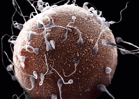 Difference Between Sperm And Egg Excellent XXX Site Pictures