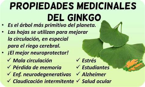 Botanical Online Ginko Biloba Ginkgo Doterra Health And Wellness