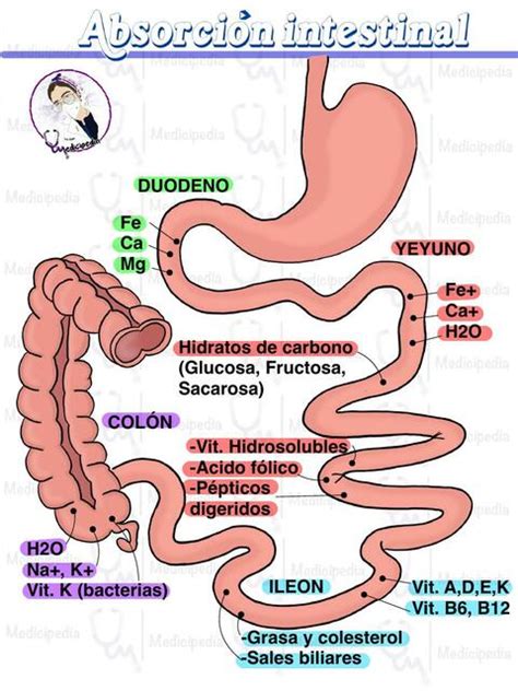 Absorción intestinal Medicipedia uDocz