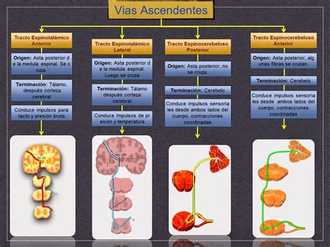 Partida Fisiologia Humana Basica Vías Ascendentes de la Médula Espinal
