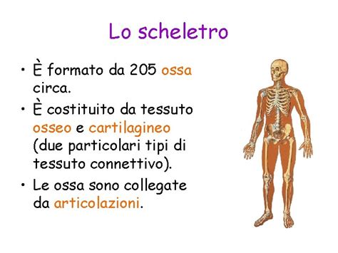 Sistema Scheletrico Apparato Locomotore Sistema Scheletrico E Sistema