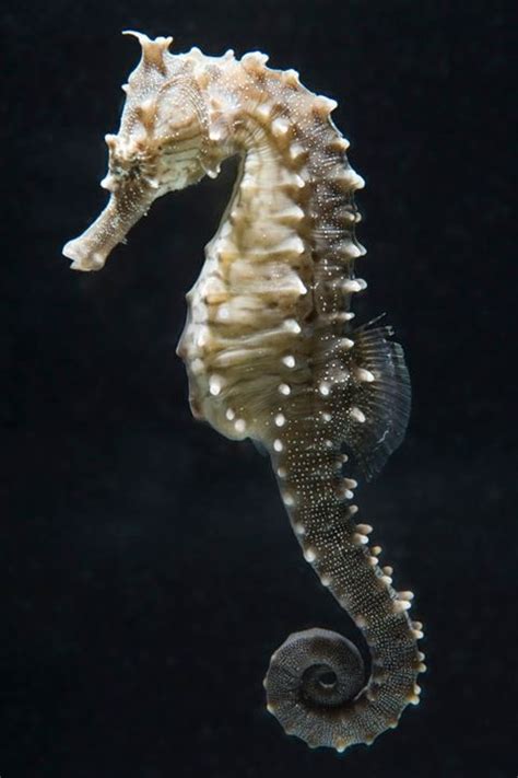 Pin By Sheri Schneider On Under The Sea Beautiful Sea Creatures