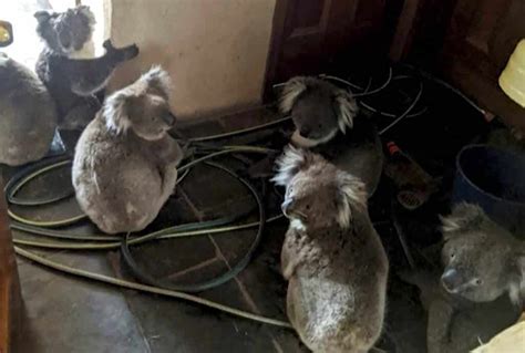 Unos 480 millones de animales víctimas de los incendios en Australia