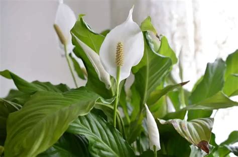 Peace Lily Flower Turning Brown Causes And Cure Cutting Edge Plants