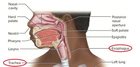 Trachea Esophagus Anatomy