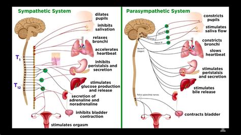 Parasympathetic Nervous System Reset Recovery Recovery Systems