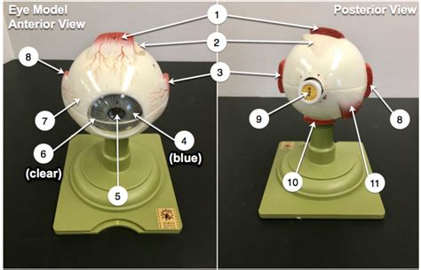 Small Eye Model Anterior And Posterior View Diagram Quizlet