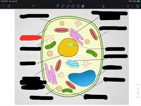 The Cell And Cell Division Flashcards Quizlet