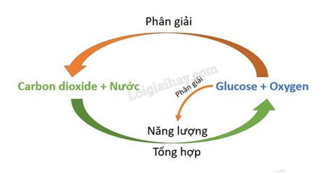 Mối quan hệ giữa tổng hợp và phân giải chất hữu cơ ở tế bào
