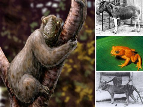 Animais Extintos Que Podem Ser Clonados De Volta A Exist Ncia
