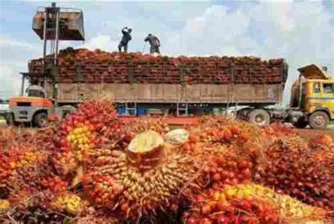 Pasar Komoditas Definisi Manfaat Fungsi Dan Contohnya